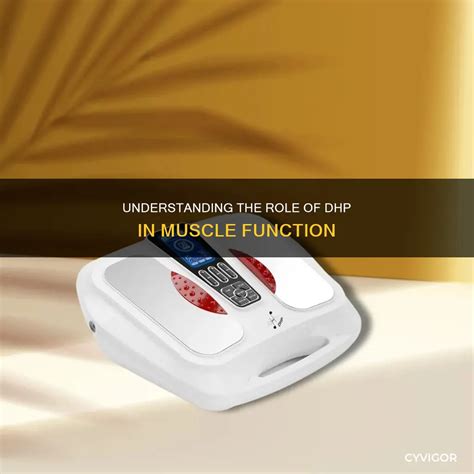 Understanding The Role Of Dhp In Muscle Function Cyvigor
