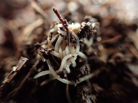 Orme Kan Gøre Fiskeopdræt Langt Grønnere Aarhus Universitet Technical