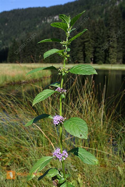 Acker Minze Bild Bestellen Naturbilder Bei Wildlife Media