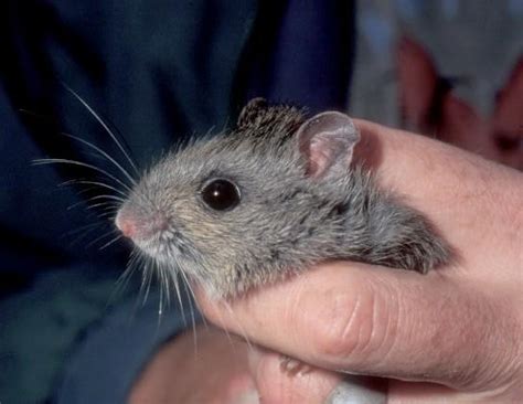 Species Profile—pseudomys Oralis Hastings River Mouse Environment