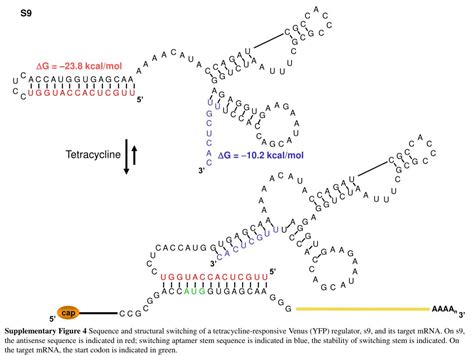 Ppt Structural Switching In Tetracycline Responsive Regulators Powerpoint Presentation Id