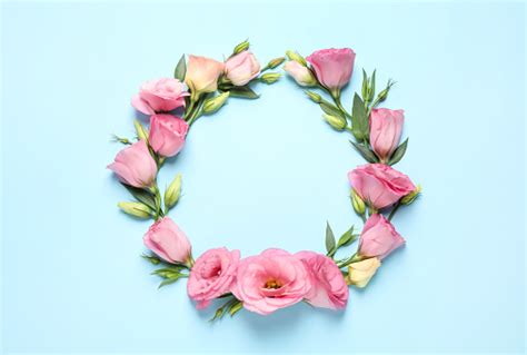 밝은 파란색 배경에 아름다운 유스토마 꽃의 프레임 평면 평지 텍스트 공간 0명에 대한 스톡 사진 및 기타 이미지 0명 구도