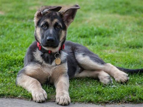 Floppy Eared German Shepherd Why And How To Fix It
