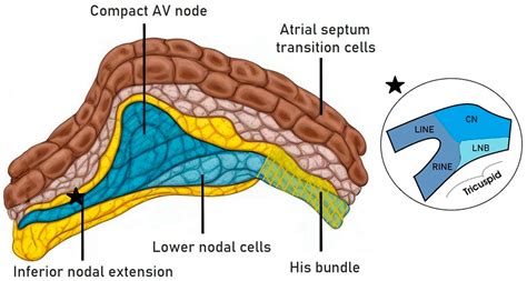Anatomía Del Nodo Av Anatomía De Los Nodos Cardíacos Y El Sistema