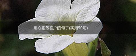 用心服务客户的句子 实用50句