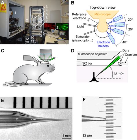 In Vivo Two Photon Targeted Multiple Whole Cell Patch Clamp Setup