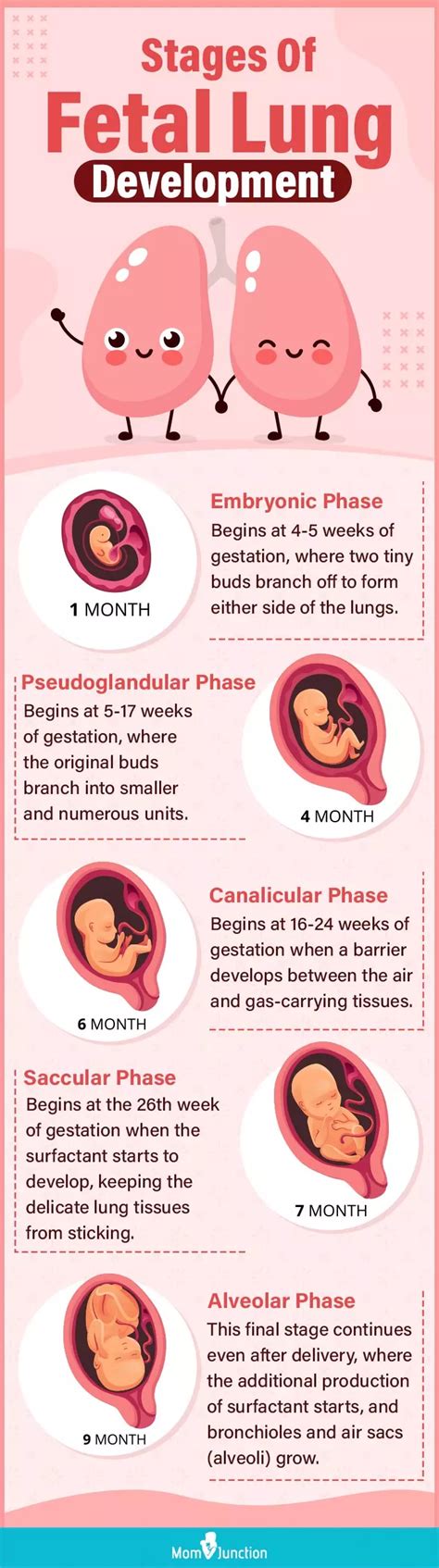 5 Major Phases Of Fetal Lung Development