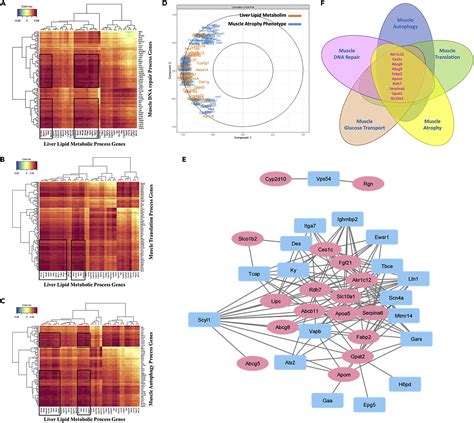 Muscle Atrophy Phenotype Gene Expression During Spaceflight Is Linked To A Metabolic Crosstalk