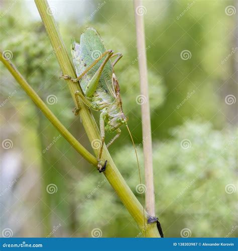 The Male Grasshopper Singing Sits On The Inflorescence Stock Image