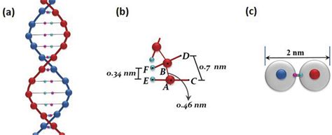 A Representation Of Dsdna B Distances Between The Sites Of Bases