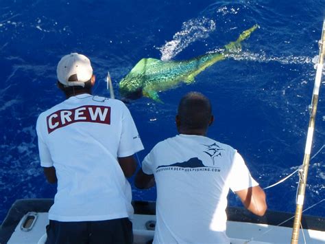 Mauritius Deep Sea Fishing Experience Musement