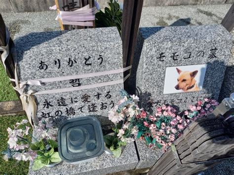 宝塚動物霊園なう 柴犬虎哲の部屋