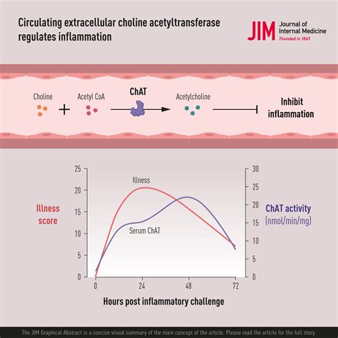 Circulating Extracellular Choline Acetyltransferase Regulates