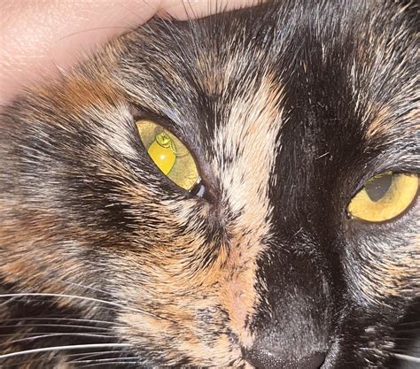 Is This Eye Worm Disease Or Something Else Rcathelp