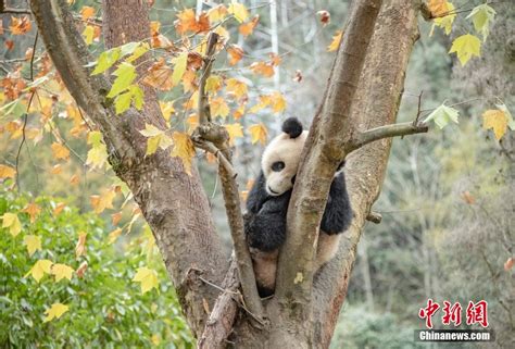 岁月静好！四川汶川大熊猫乐享冬日暖阳