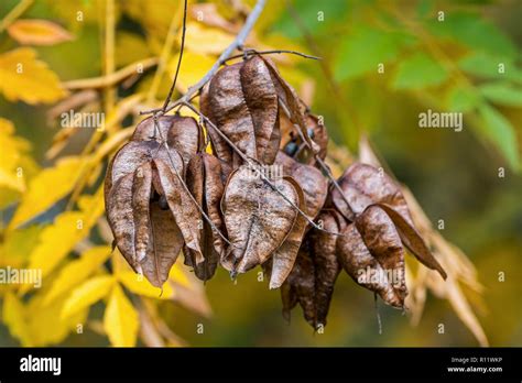 Tree Seed Pods Stock Photos Tree Seed Pods Stock Images Alamy