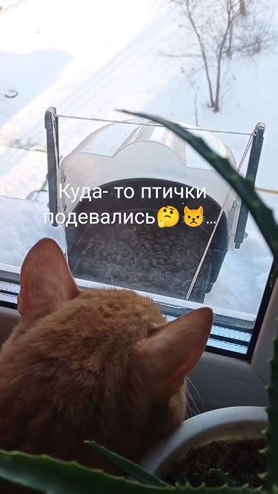 Кот Миша на посту у кормушки😂 Youtube