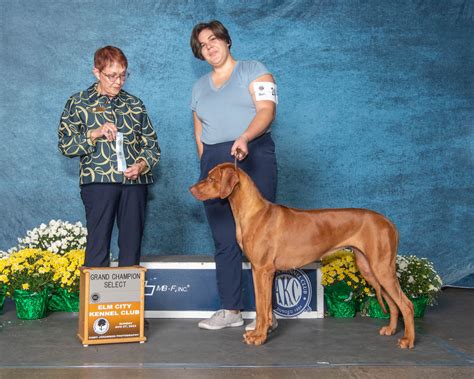 Ola Kaskazini Rhodesian Ridgebacks