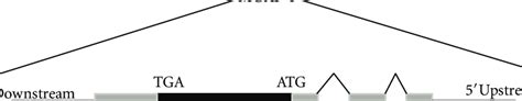 Gene Structure Of Human Moap 1 The Entire Protein Coding Sequence Of