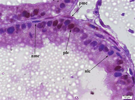 Immunohistochemical Localisation Of Androgen Receptor Ar In Prostate