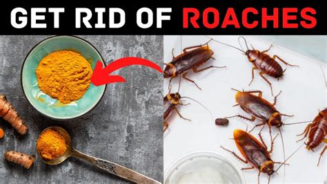 How To Get Rid Cockroaches In House At Alison Mclemore Blog