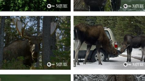 Moose Life Of A Twig Eater Brain Parasite Turns Moose Into Zombies