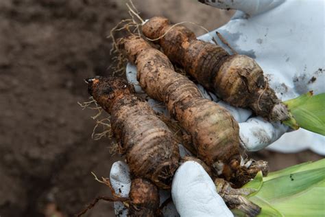 Potting Up Iris Rhizomes These Plants Grow Really Well In Containers With The Right Care