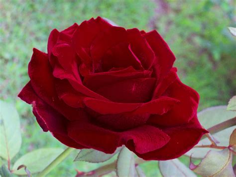 Trandafiri Sfaturi Poze Trandafiri Trandafiri De Gradina Flori De