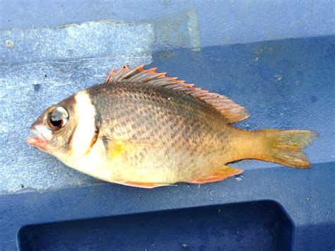 タイワンタマガシラ 2012 03 25 WEB魚図鑑