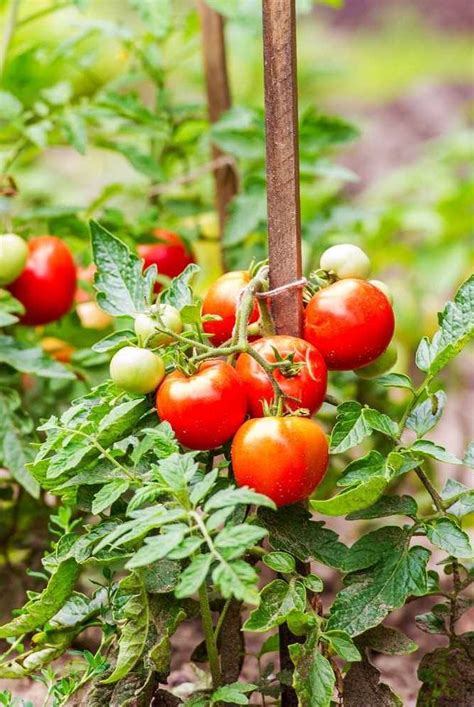 How Far Apart To Plant Tomatoes In A Vegetable Garden Tomato Garden