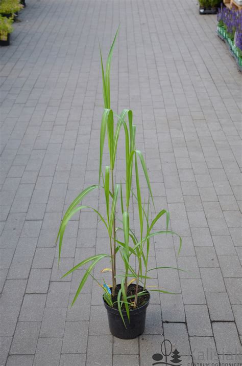Miscanthus Giganteus Miskant Olbrzymi 3L 2001522140005 Cena Opinie