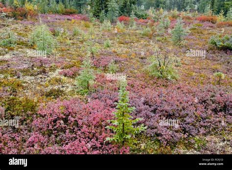 Shrubs In The Arctic Tundra At Betty Sansbury Blog