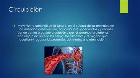 SOLUTION Circulaci N General Studypool