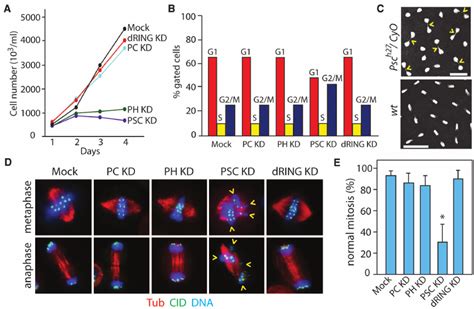 Psc Function In Mitosis A S2 Cell Accumulation After Rnai