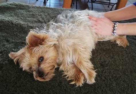 Le Massage Canin Patte Dans La Main