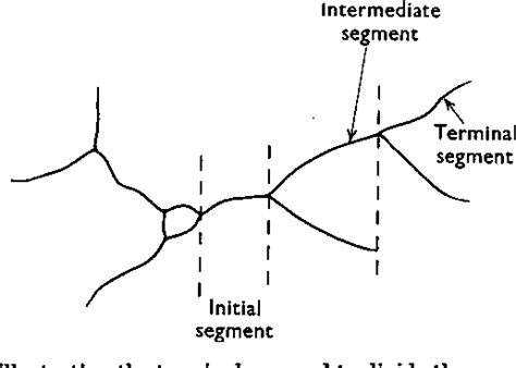 Figure 1 From The Form And Growth Of Stellate Cells In The Cortex Of