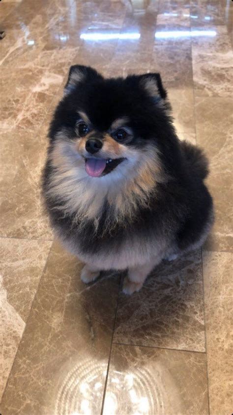 Best 12 30 Of The Smartest Dog Breeds As Proved By Science Artofit