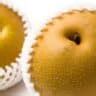 29 Types Of Pears From A To Z With Photos Live Eat Learn