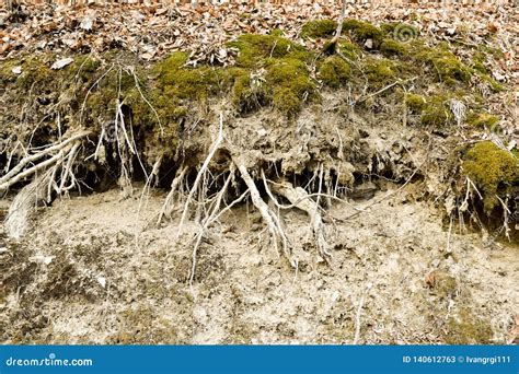 Exposed Tree Roots Under Layer Of Soil Stock Image Image Of Nature