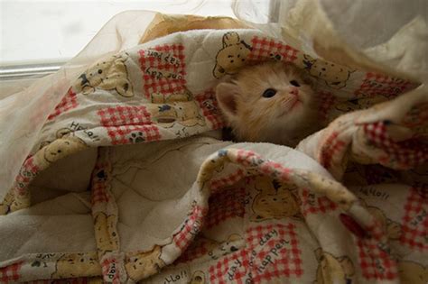 Very Sleepy Caturday Kitties Love Meow
