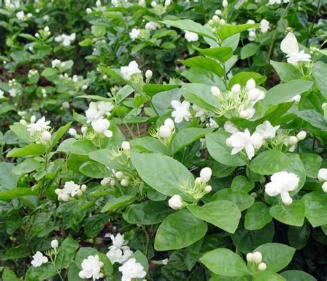 花艺欣赏 中国鲜花速递中心