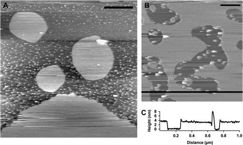 A Dopc Lipid Sample Prepared Using 100 Mgml Concentration Showing Download Scientific