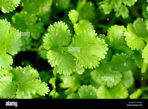Coriander Plants Growing Coriandrum Sativum Also Known As Pak Chee