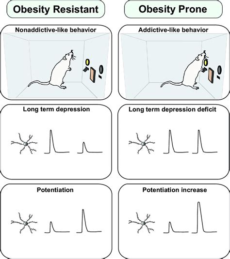 Obesity Induces Addic Download Scientific Diagram