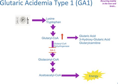 Nutrition Management Of Glutaric Acidemia Type 1 Springer Nature Link