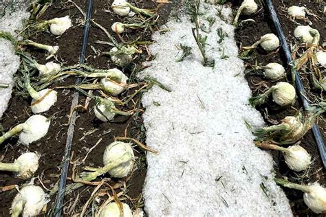 Granizada azota 670 hectáreas alistan indemnizaciones