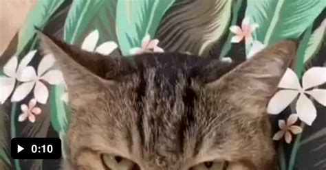 Cat Sucks His Own Paw 9gag