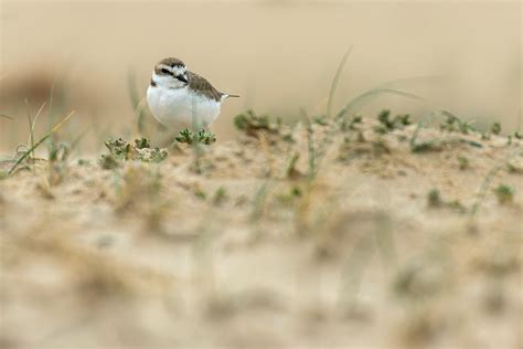 Zwischen Den Dünen Forum Für Naturfotografen
