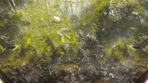 Abstract Forest Background Stock Image Image Of Digital 289910151