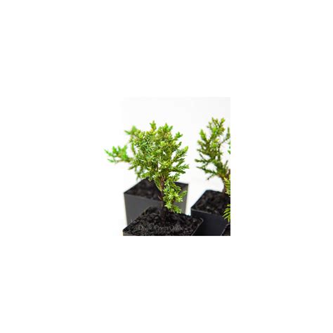 Juniperus Squamata Prostrata Divine Plants Online Shop